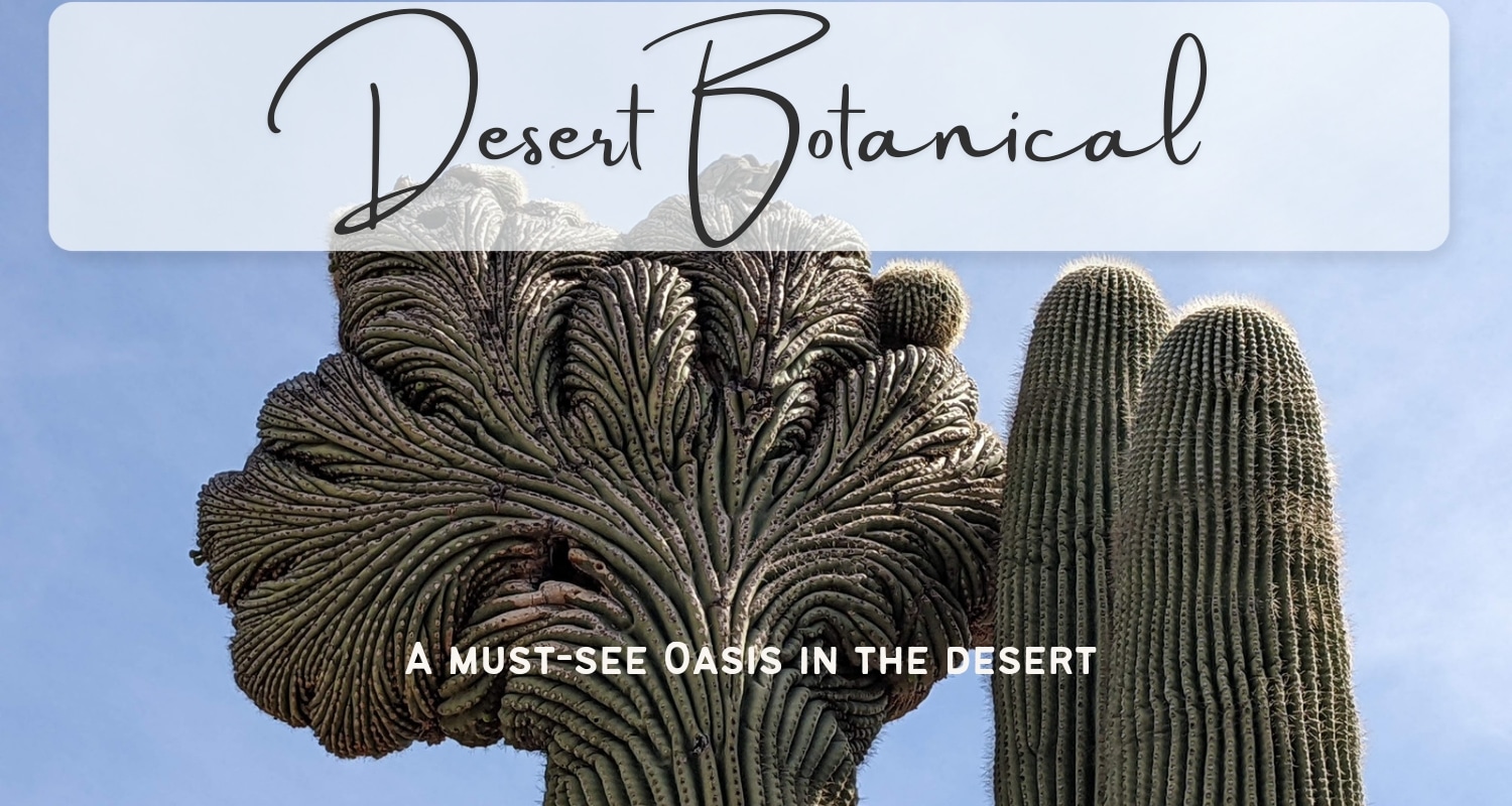 Desert Botanical Garden: a beautiful oasis in the Sonoran Desert ...