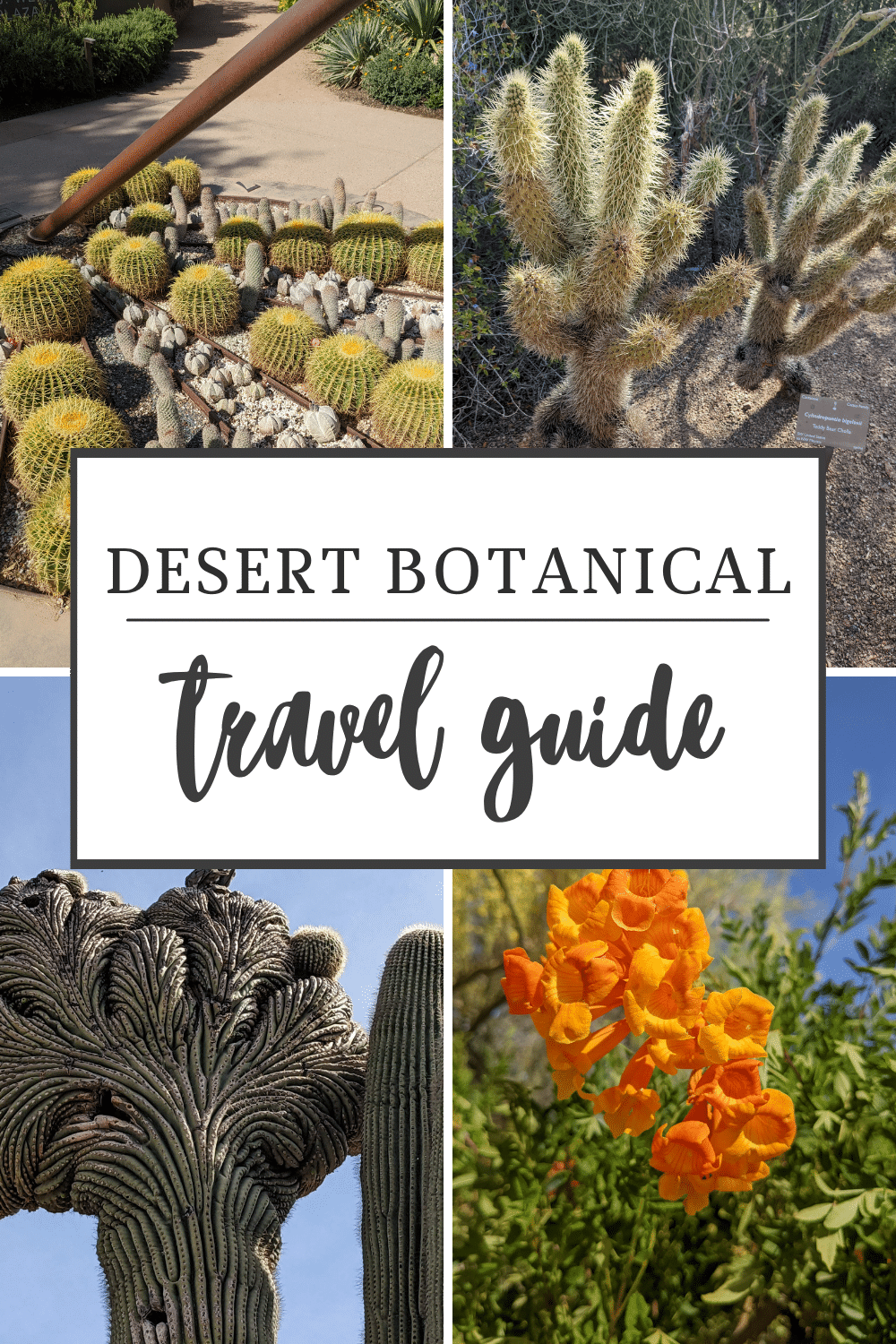 Desert Botanical Garden: a beautiful oasis in the Senoran Desert ...